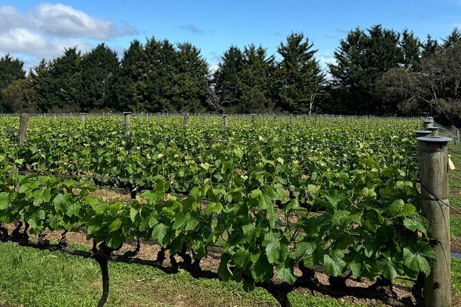 Melbourne: Private Mornington Peninsula & Winery Tours. - Who Would Love This Tour?