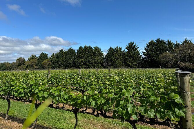Melbourne: Private Mornington Peninsula & Winery Tours. - Frequently Asked Questions
