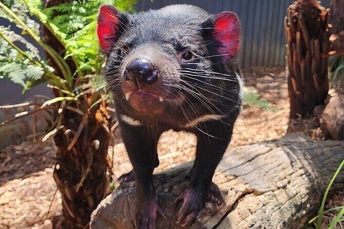 Melbourne Private Penguins Koalas TOUR-Melbourne City Tour JEWELS - Tour Pricing & Value