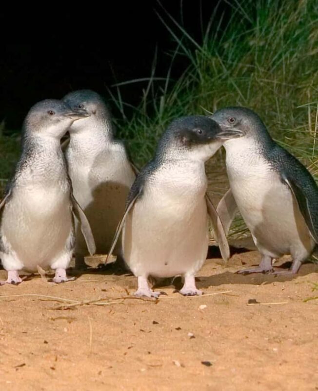 Melbourne: Private Phillip Island Penguin Parade Tour - Melbourne: Private Phillip Island Penguin Parade Tour