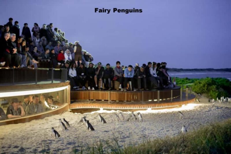 Melbourne: Private Phillip Island Penguin Parade Tour - What We Love About This Tour