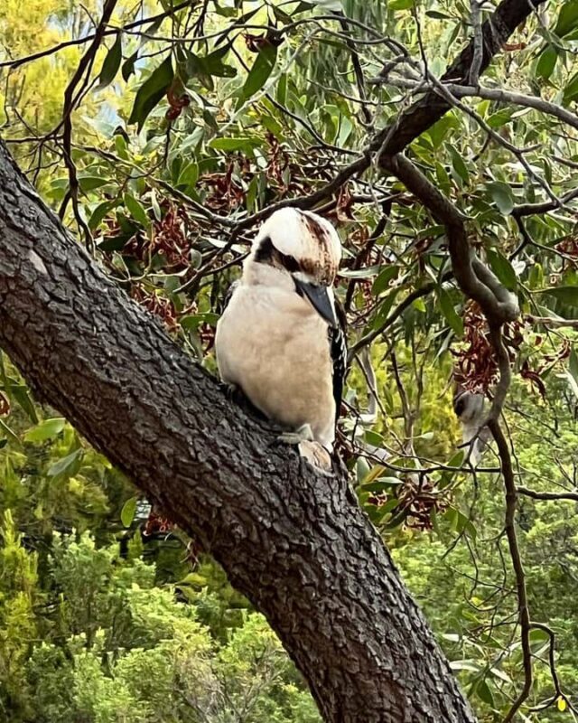 Melbourne: Private Phillip Island Penguin Parade Tours - The Sum Up