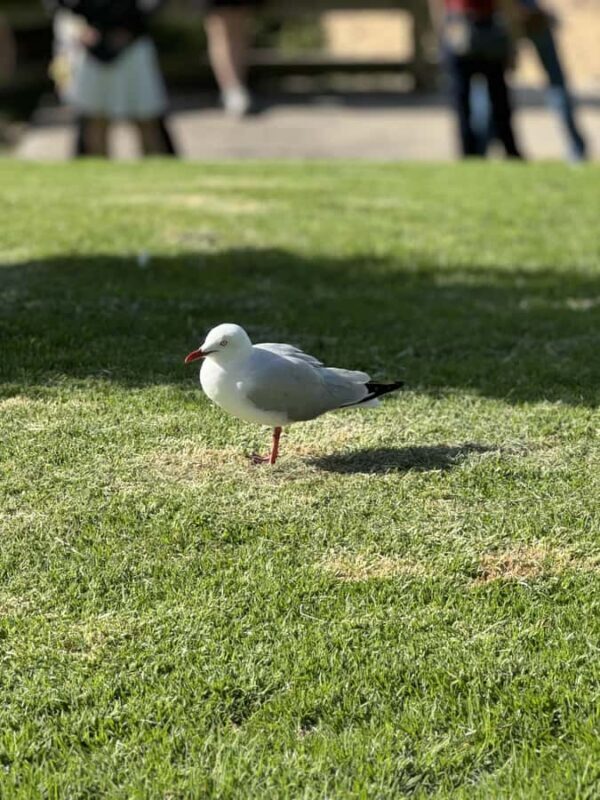 Melbourne: Private Phillip Island Penguin Parade Tours - FAQ