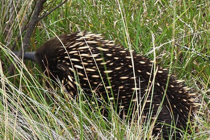 Melbourne: Private Phillip Island Penguin Parade & Wildlife Tours - Final Thoughts: Is It Worth It?