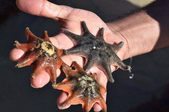 Melbourne: Private Wilson Promontory National Park Day Tours - Key Points