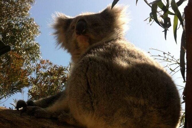 Melbourne: Private Wilson Promontory National Park Day Tours - FAQ