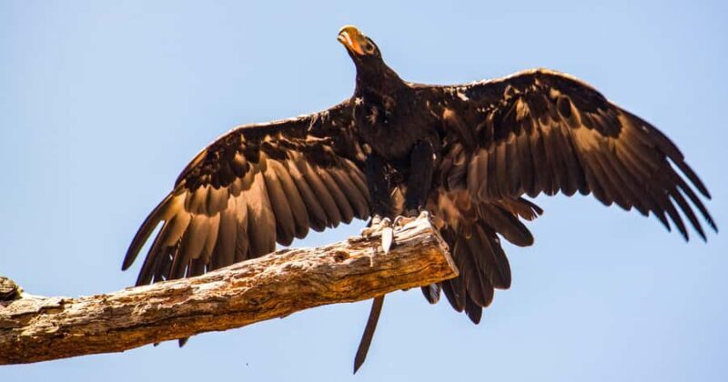 Melbourne: Puffing Billy & Healesville Sanctuary Scenic Tour - FAQ