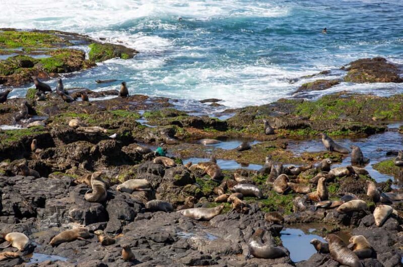 Melbourne Puffing Billy & Penguins Day Tour - The Sum Up