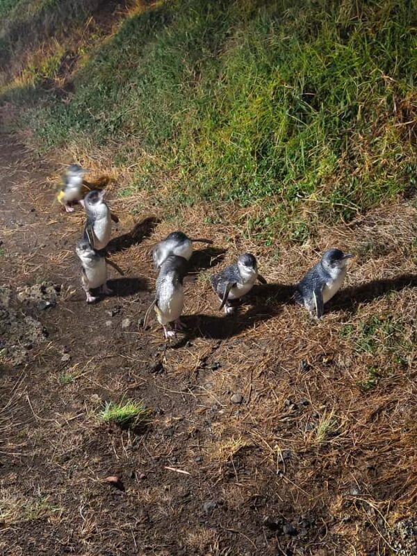 Melbourne: Puffing Billy Train and Penguin Island Day Tour - Wildlife Encounters at Penguin Island