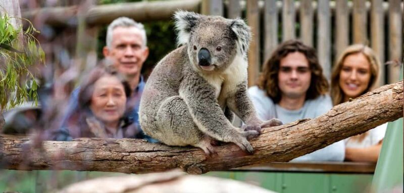 Melbourne: Puffing Billy Train Wildlife Zoo Private Tour - A Closer Look at the Experience