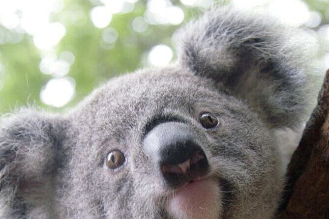 Melbourne Shore Excursion, Wine Region, Wildlife, Shared Tour - Key Points