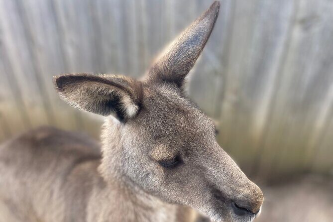 Melbourne Shore Excursion, Wine Region, Wildlife, Shared Tour - The Sum Up