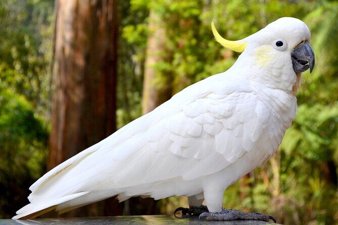 Melbourne Sky High - Private Bush Tour - Exploring the Melbourne Sky High Bush Tour: A Detailed Look