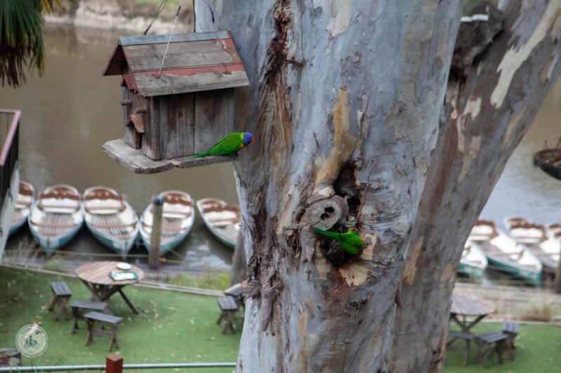 Melbourne Tour: Walk the Yarra & Historic Boathouse Lunch - Logistics and Practical Tips