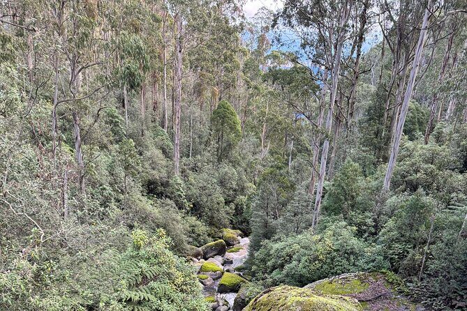 Melbourne: Ultimate Mt Baw Baw Snow Private Tour Experience. - The Experience from the Reviews