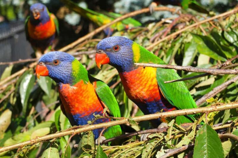 Melbourne: Walk the Yarra to Heritage Abbotsford Convent - Practical Details & Value