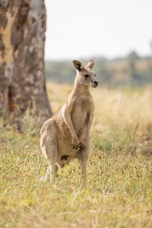 Melbourne: Yarra Valley Hike with Kangaroos & Sunset Picnic - FAQ