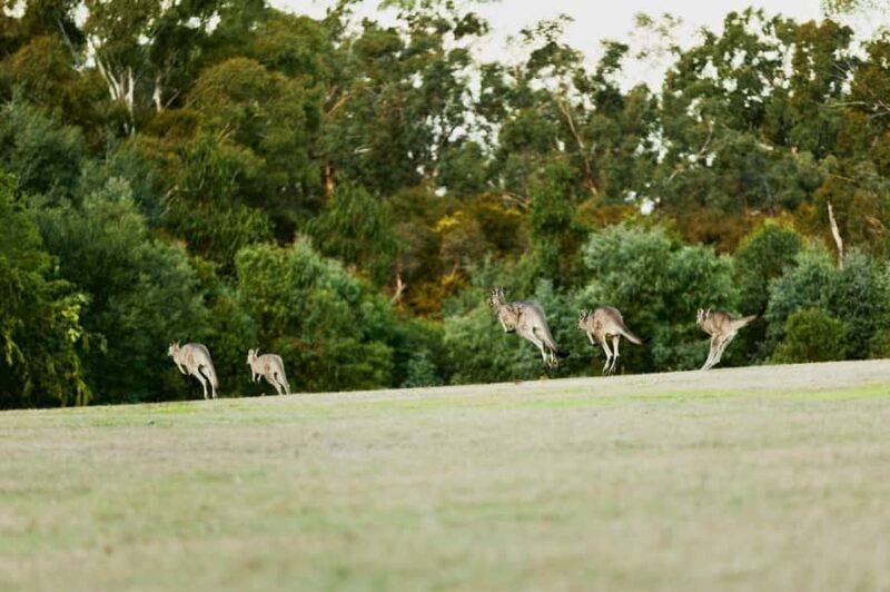 Melbourne: Yarra Valley Wine Bubbles & Kangaroos Tour - An Overview of the Experience