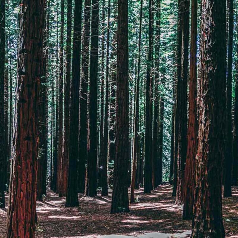 Melbourne: Yarra Valley Wine & Cherry Picking Day Trip - Starting the Day: Pickup and Transport