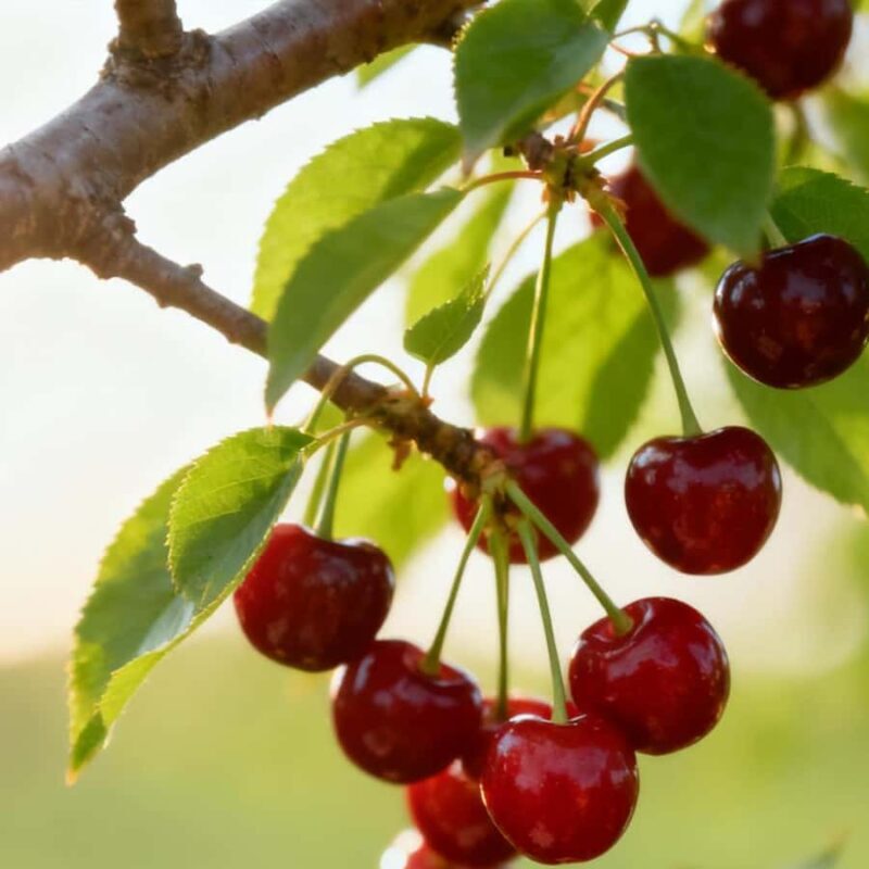 Melbourne: Yarra Valley Wine & Cherry Picking Day Trip - Healesville: A Charming Town and Lunch Break