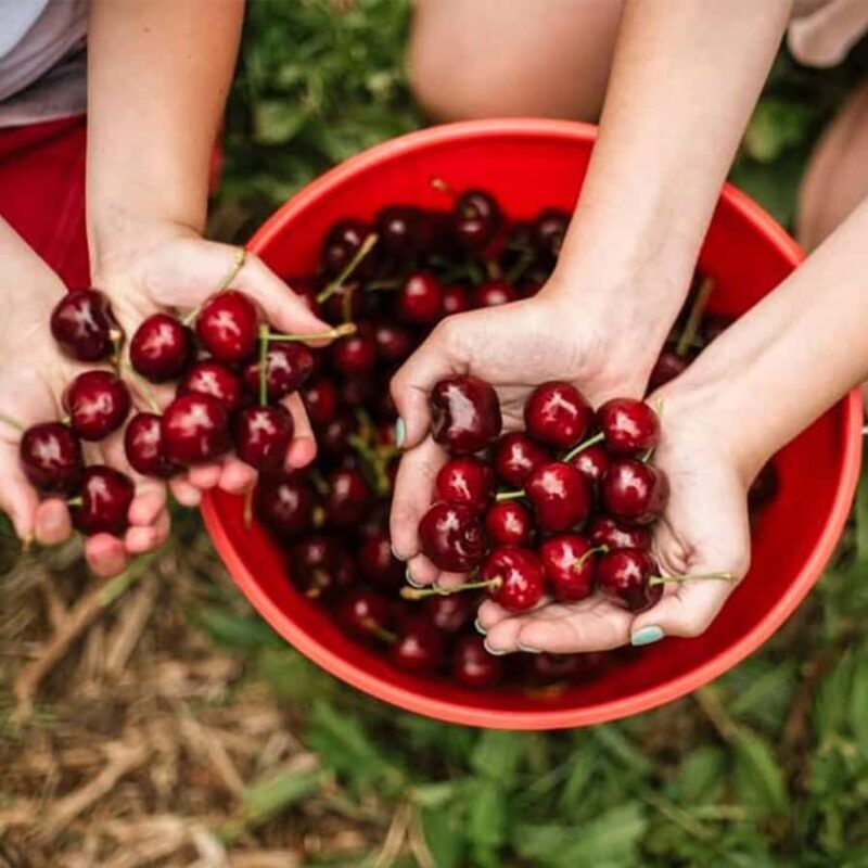 Melbourne: Yarra Valley Wine & Cherry Picking Day Trip - Pricing and Value