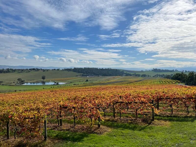 Melbourne: Yarra Valley Wine Tour + Lunch & Gin/Beer Option - The Sum Up