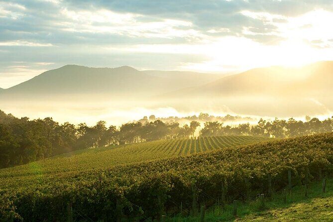 Melbourne Yarra Valley Wineries Explore Private Tour - Who Is This Tour Best For?  