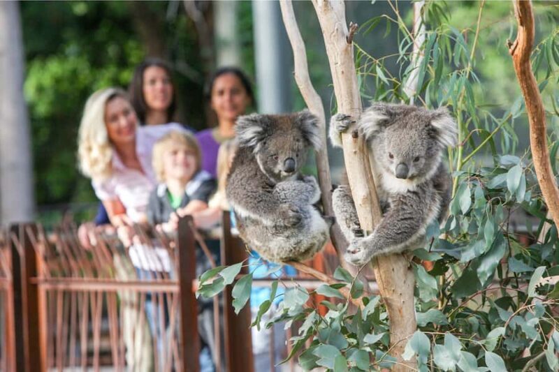 Melbourne Zoo: 1-Day Entry Ticket - Practical Details & Visitor Tips