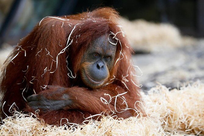 Melbourne Zoo General Entry Ticket - Discover the Charm of Melbourne Zoo with a General Entry Ticket