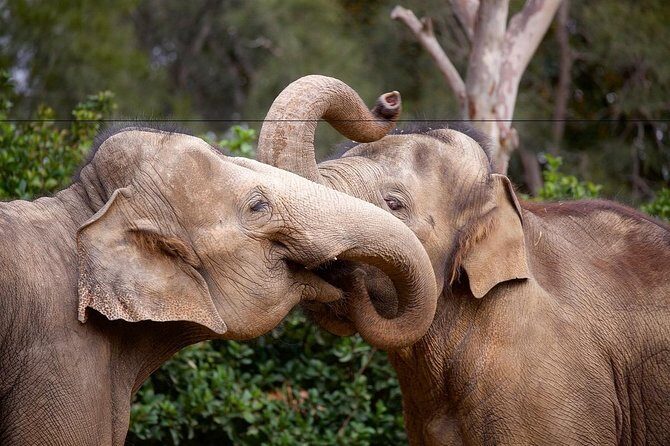 Melbourne Zoo General Entry Ticket - Practical Tips for Your Visit