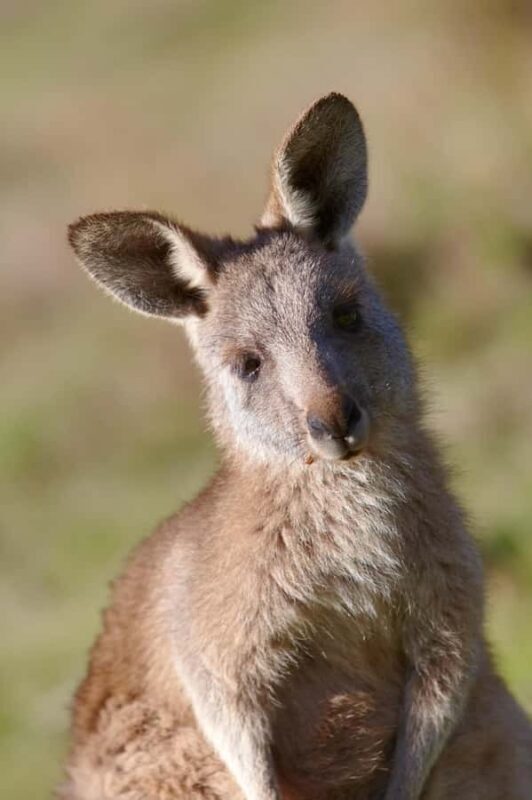 MelbournePhillip Island Tour 1 Day Tour - Who Would Love This Tour?