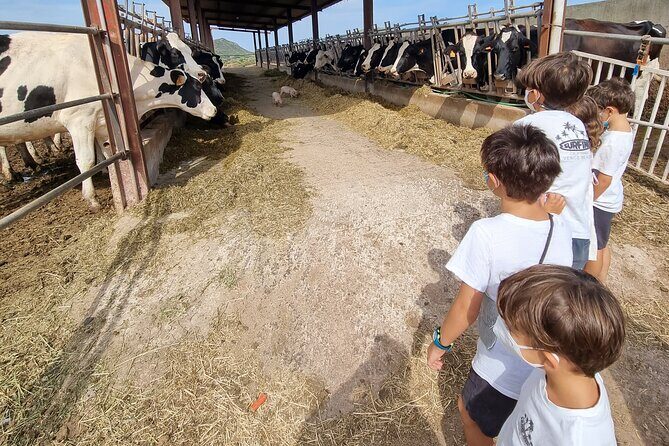 Menorca: Cheesemaking and Farm-Fresh Product Tasting - Discovering Menorcas Cheesemaking Tradition