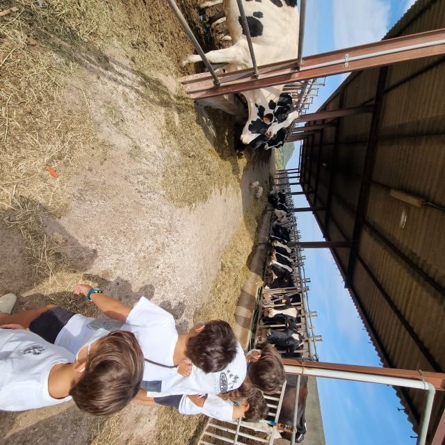 Menorca: Cheesemaking and Farm-Fresh Product Tasting - Practical Information