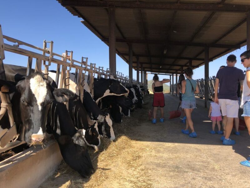 Menorca: Cheesemaking and Farm-Fresh Product Tasting - FAQs