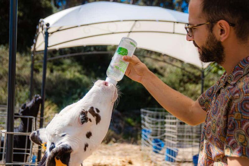 Menorca: Guided visit to the Subaida cheese factory, - Practical Tips for Visitors