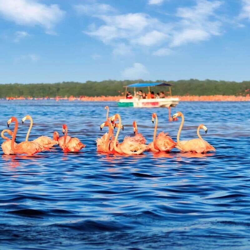 Merida: Celestun Boat Ride Mangrove Experience! Beach Time - Exploring the Celestún Biosphere: A Balance of Nature and Relaxation