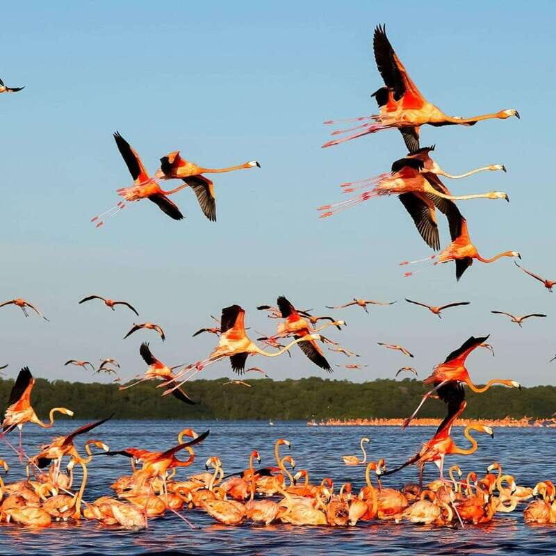 Merida: Celestun Boat Ride Mangrove Experience! Beach Time - Final Thoughts