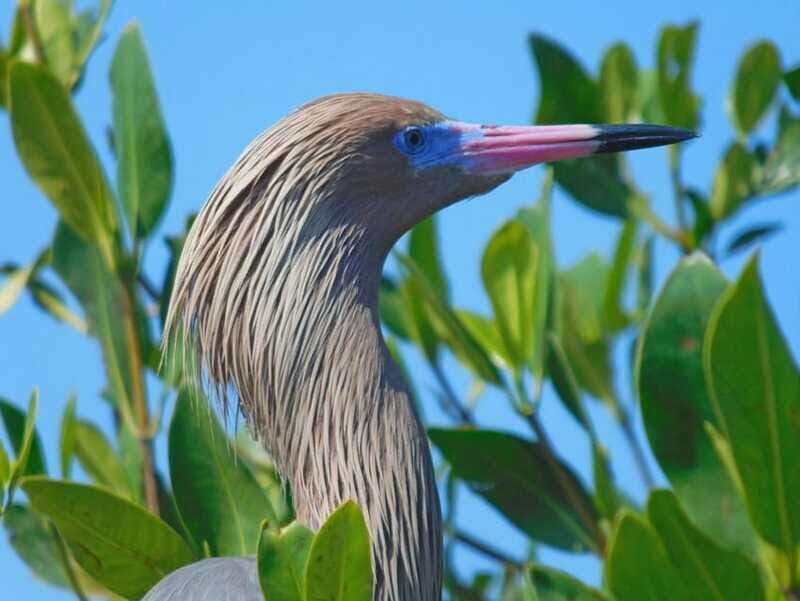 Merida: Kayaking and Bird Sanctuary in Sisal - FAQ