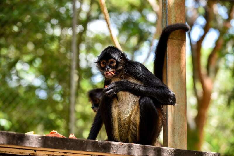 Mérida: Uxmal and Chocolate Museum Choco-Story - Final Thoughts: Who Will Love This Tour?