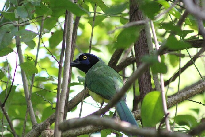 Merida Yucatan Birdwatching Activity - The Itinerary in Detail