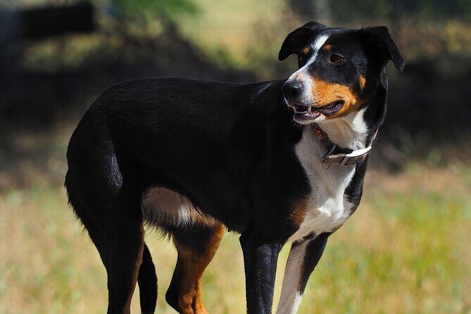 Merino Farm Experience - An In-Depth Look at the Merino Farm Experience