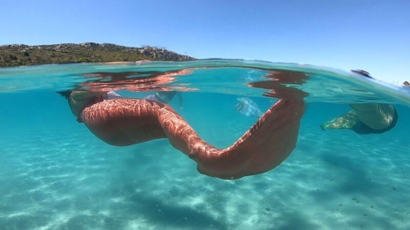 Mermaid Experience - Practical Tips for Participants