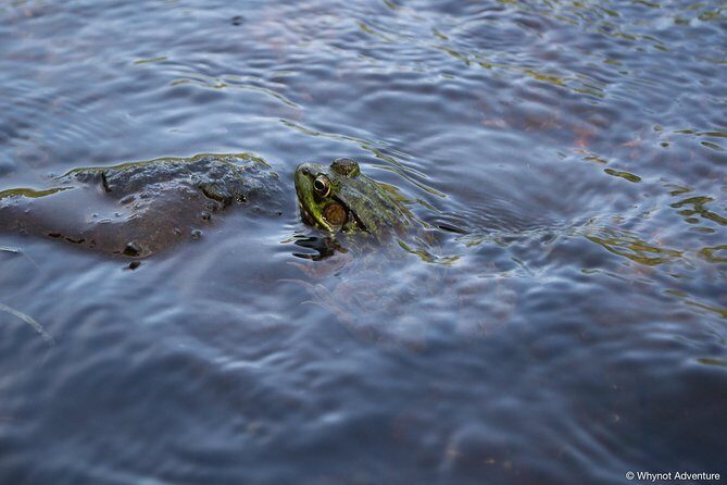 Mersey River Quickie Adventure - 2 Hours - The Importance of Guides and Small Groups