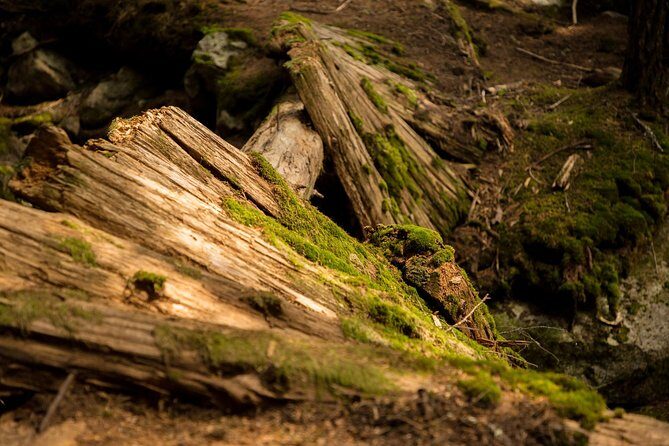 Mesmerizing Nature Walk in Lynn Canyon Park - FAQs