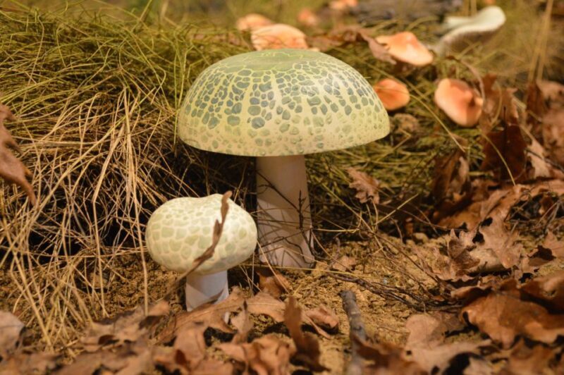 Meteora: Natural History Museum and Mushroom Museum Tour - Why This Tour Offers Good Value