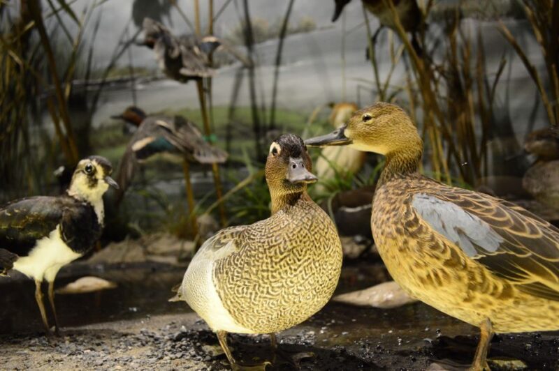 Meteora: Natural History Museum and Mushroom Museum Tour - FAQ