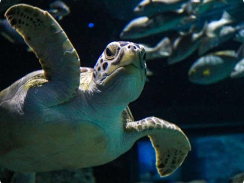 Mexico City: Entry Ticket to Acuario Michin - What to Expect at Acuario Michin