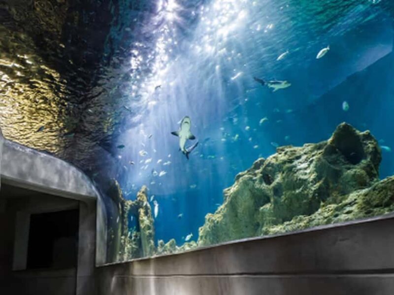 Mexico City: Entry Ticket to Acuario Michin - Authentic Experiences and Insights from Visitors