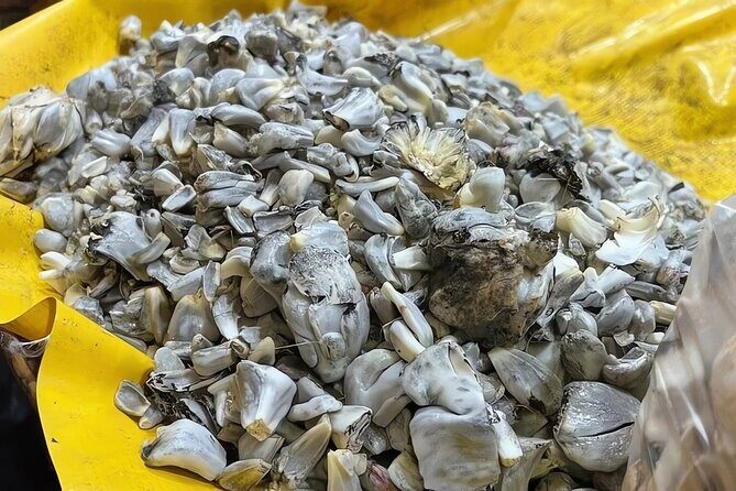 Mexico city: Exploring Mystic Markets La Merced & Sonara - Reviews and Real Experiences