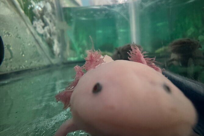 Mexico City Get to know Xochimilco and the axolotl sanctuary - Who Should Consider This Tour?